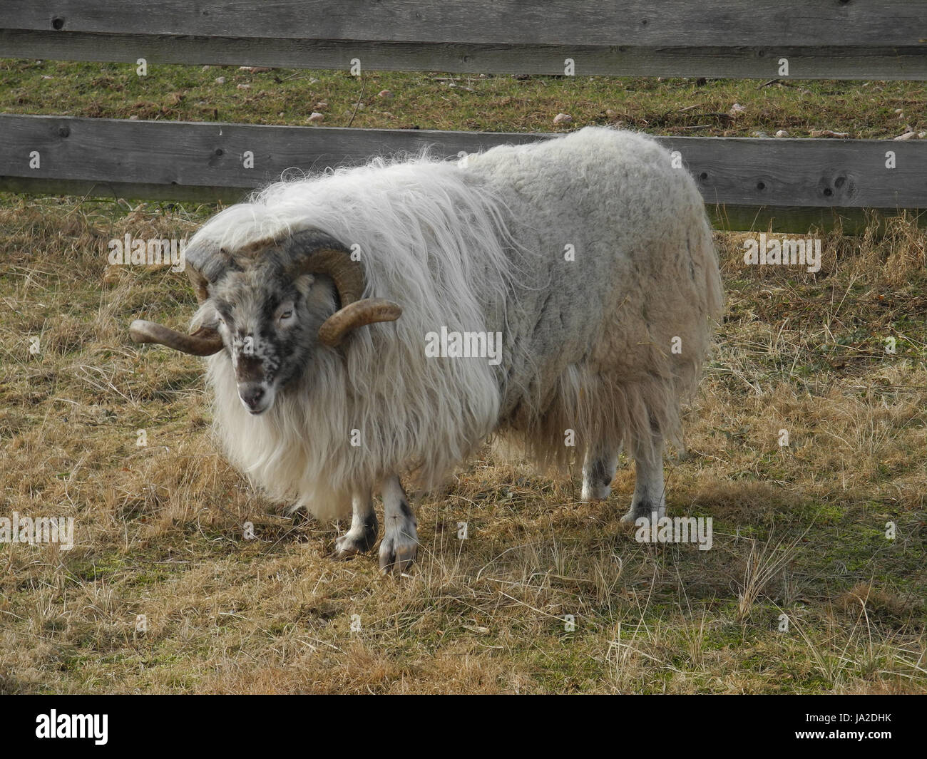 animal, buck, sheep, ram, farm animal, willow, agriculture, farming ...