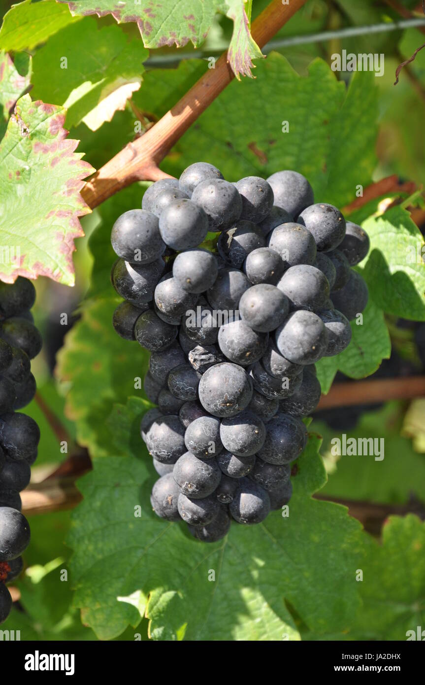 grapes, vine, grape vine, grape-vine, drunken, alcoholized, intoxicated ...