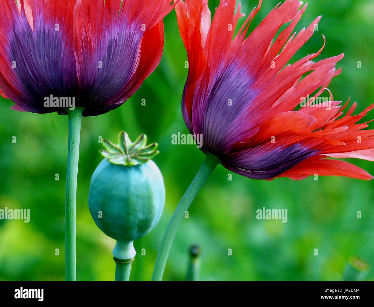 Poppies 2 hi-res stock photography and images - Alamy