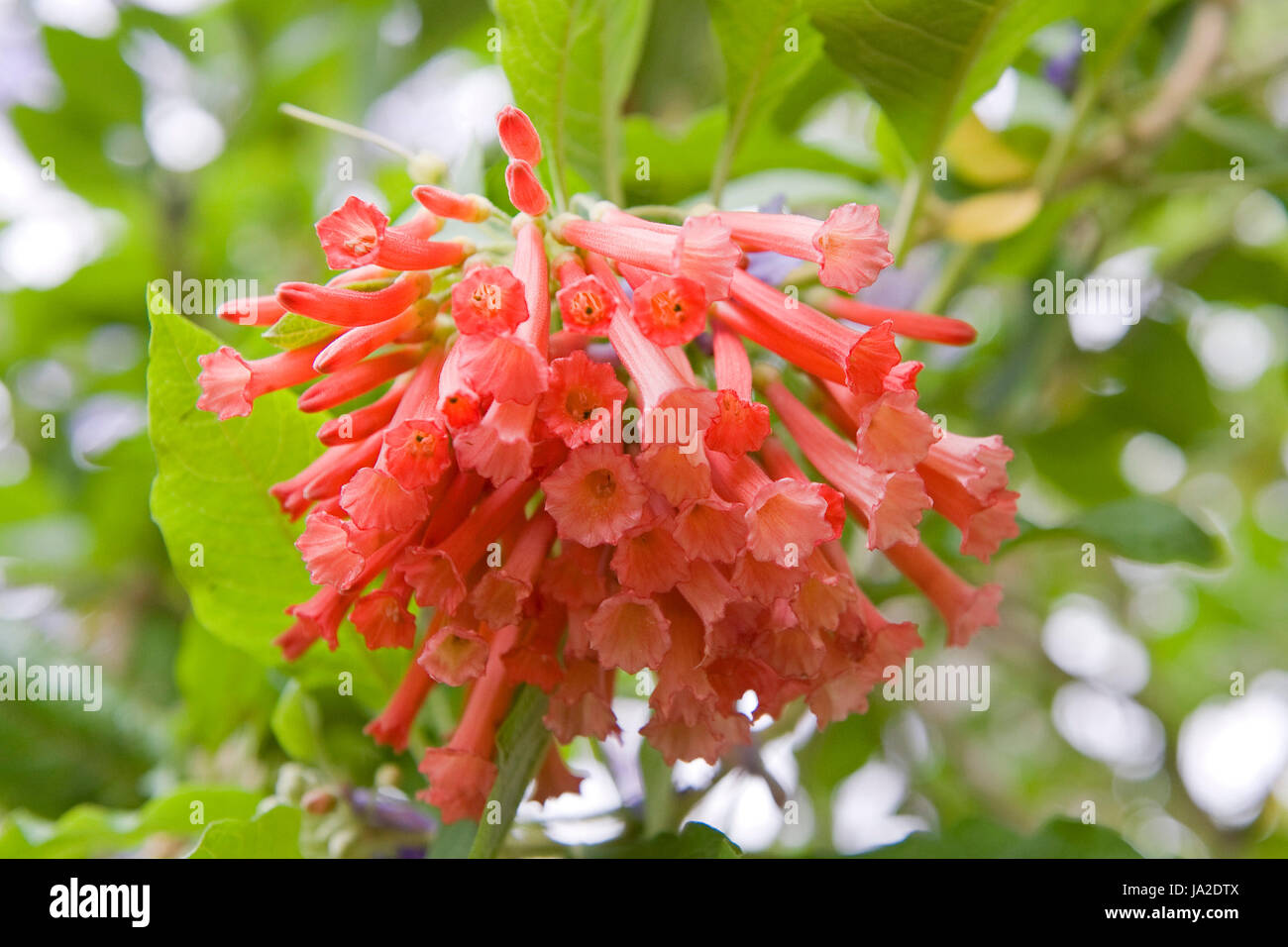 tree, flower, plant, orange, bloom, blossom, flourish, flourishing ...