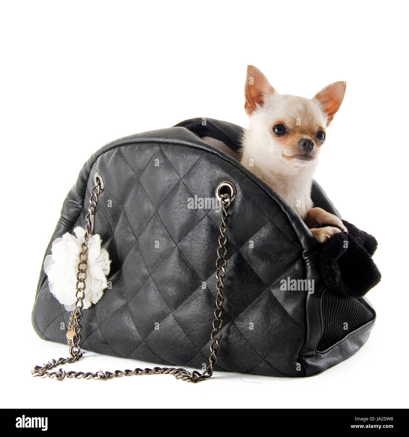 animal, pet, small, tiny, little, short, dog, puppy, bag, object ...