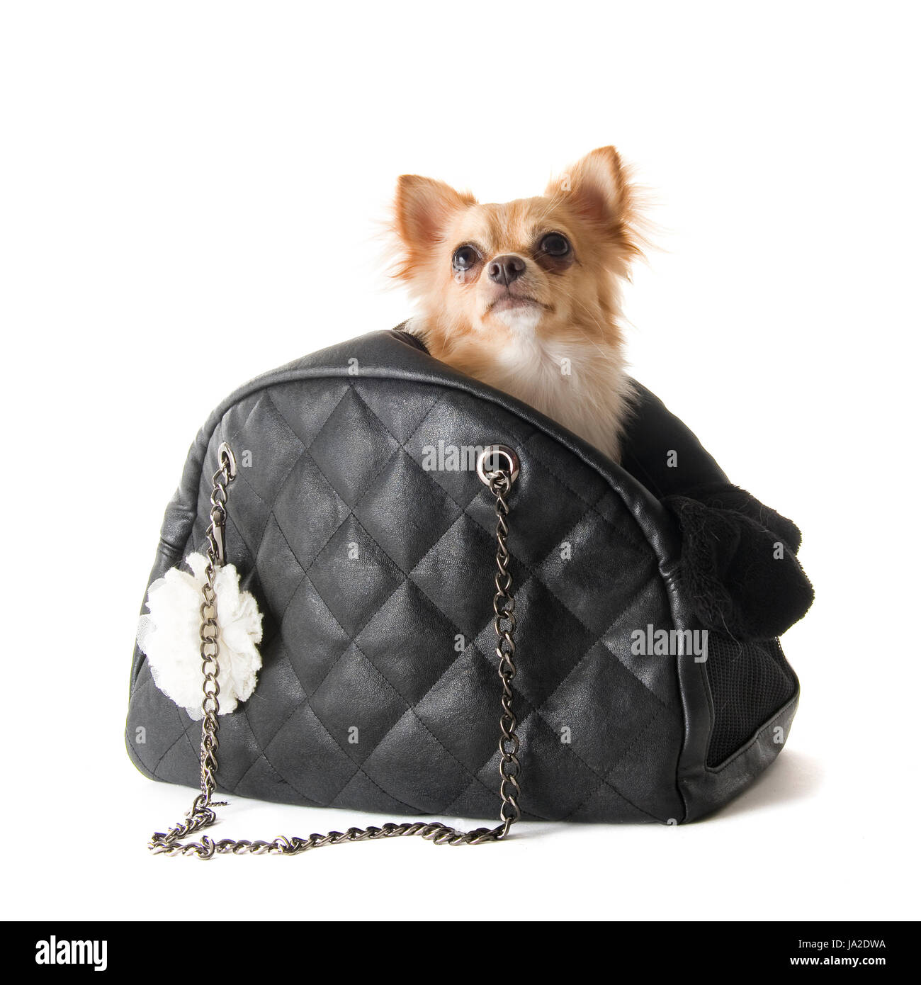 animal, pet, small, tiny, little, short, dog, puppy, bag, object ...