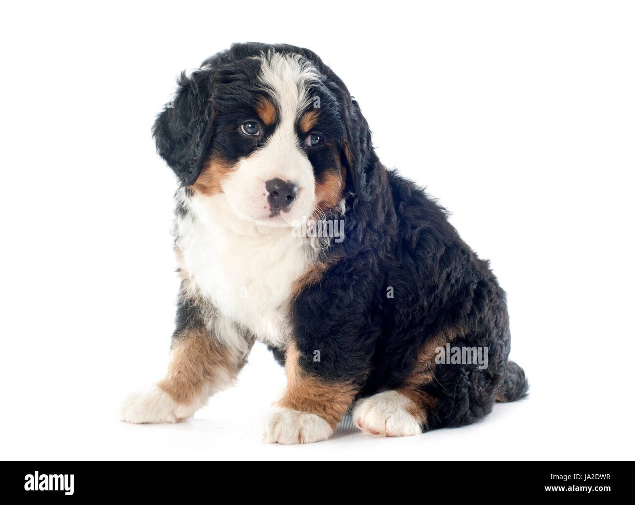 dog, puppy, animal, pet, look, glancing, see, view, looking, peeking ...