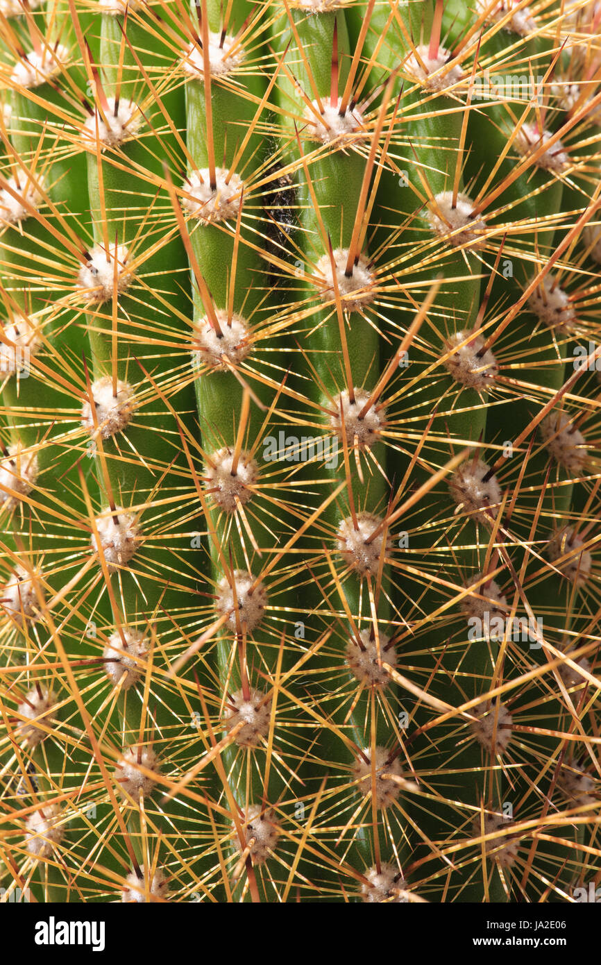 Closeup of cactus ribs and spines Stock Photo - Alamy