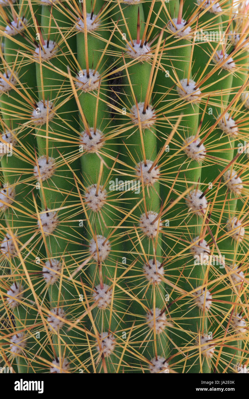 Closeup of cactus ribs and spines Stock Photo - Alamy