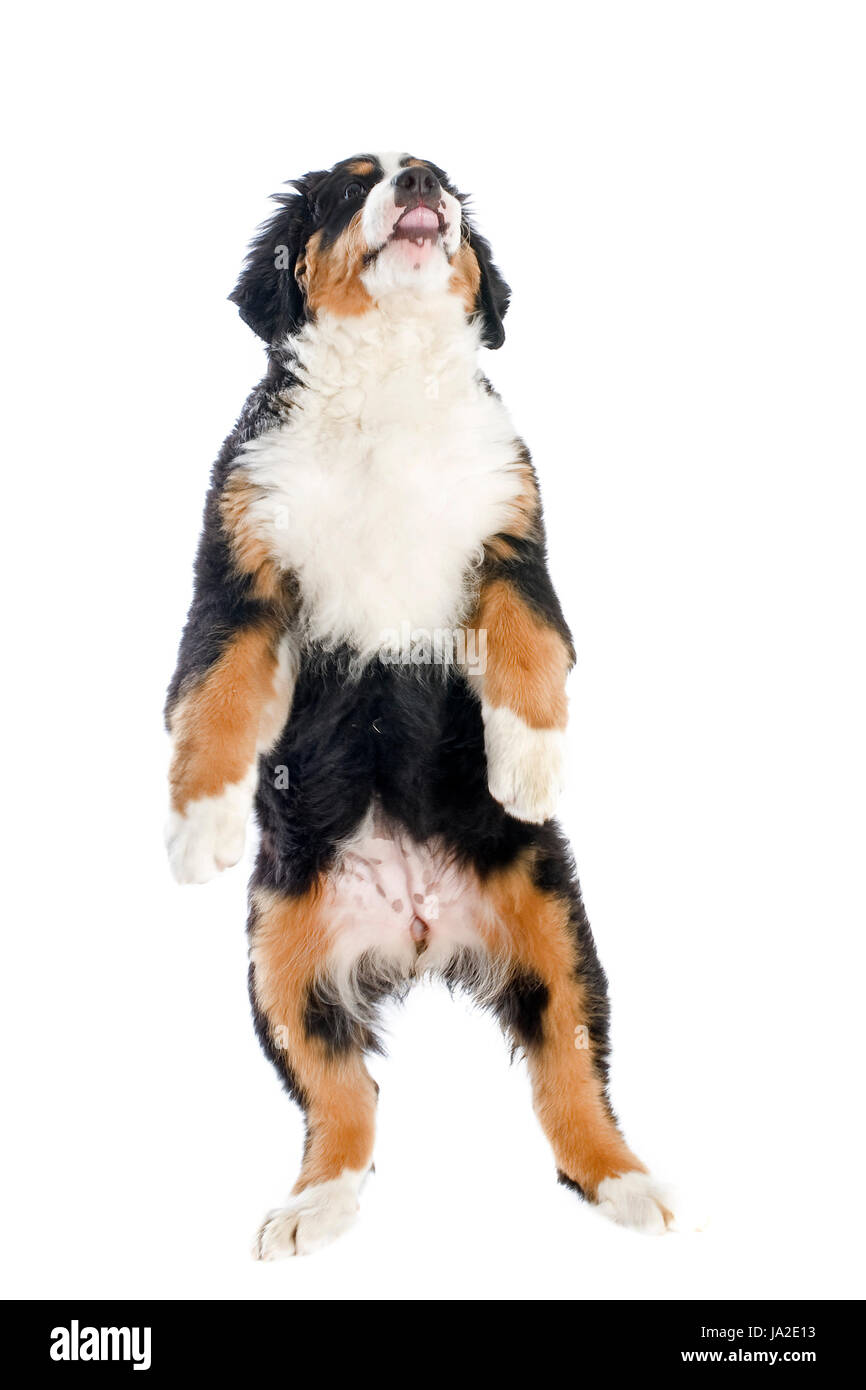 dog, puppy, animal, pet, look, glancing, see, view, looking, peeking ...
