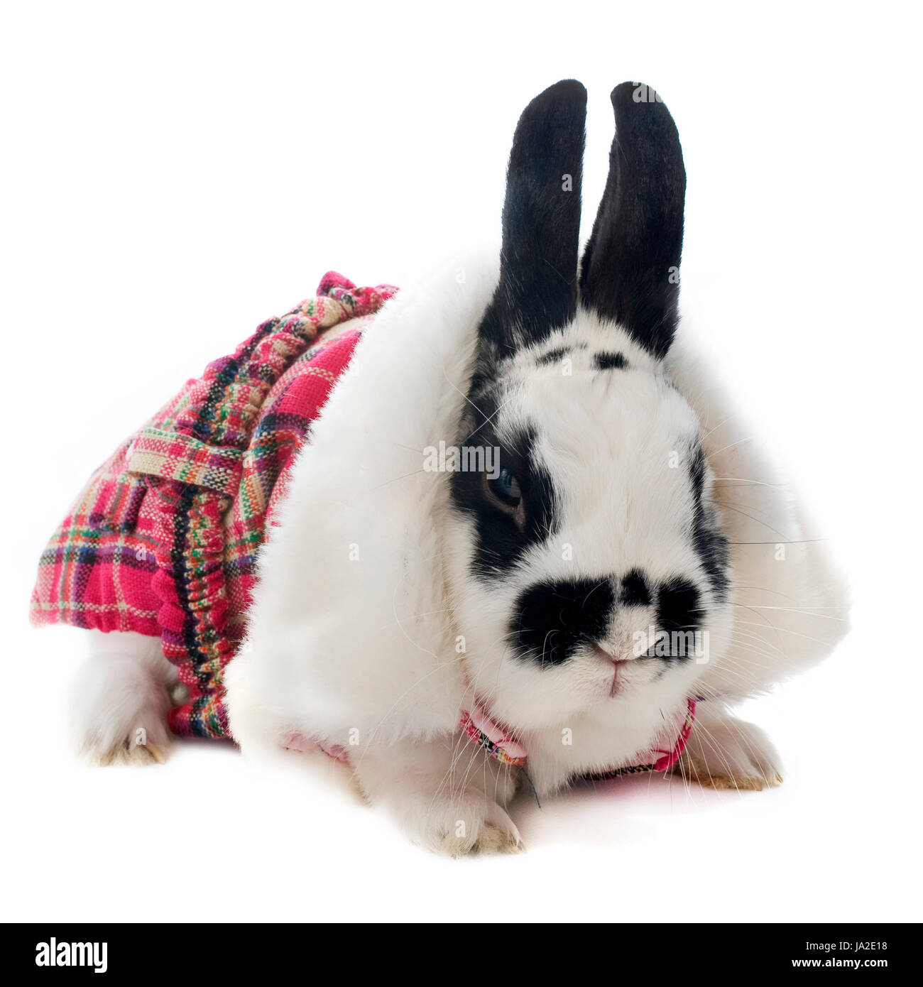 rabbit, dwarf, bunny, bunnies, coat, dressed, clad, mantle, leaf ...