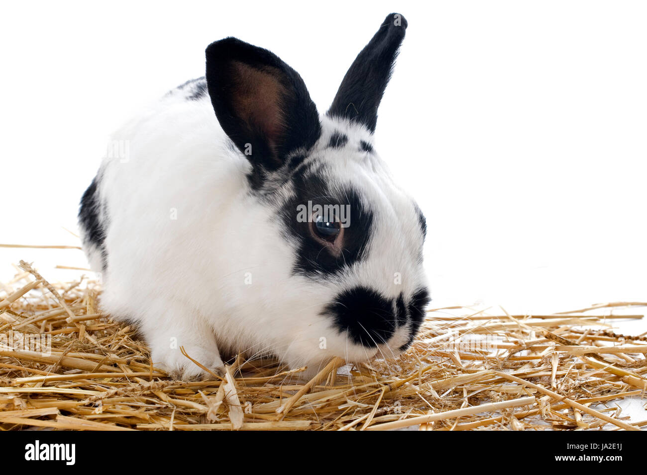 rabbit, farm, bunny, bunnies, young, younger, beautiful, beauteously ...