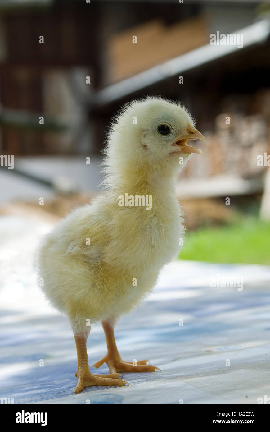 animal, beak, poultry, farm, chick, chicken, hen, beaks, animal, beak ...