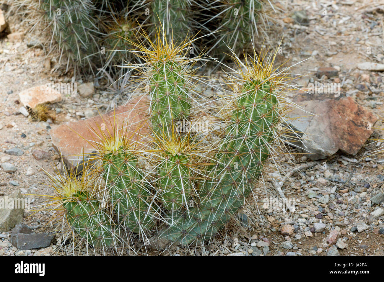 Plants in the desert hi-res stock photography and images - Alamy
