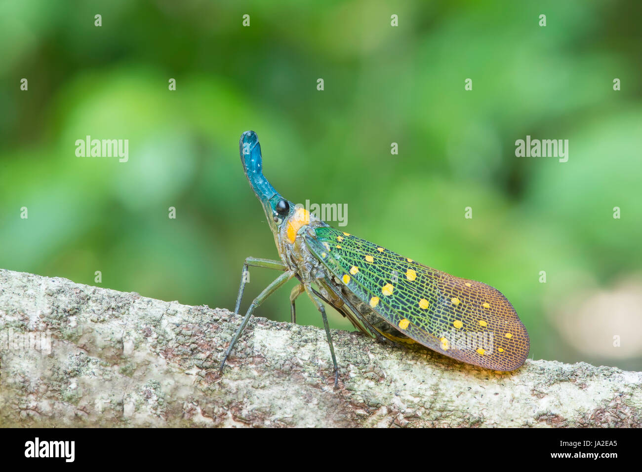 lantern bug . pyrops whiteheadi species from sabah, malaysia Stock ...
