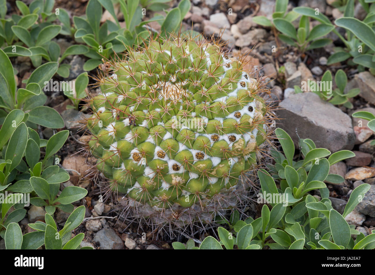Spiny plants hi-res stock photography and images - Alamy