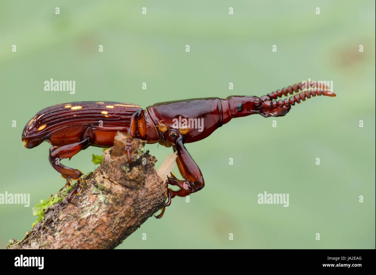 Planthopper nymph asia hi-res stock photography and images - Alamy