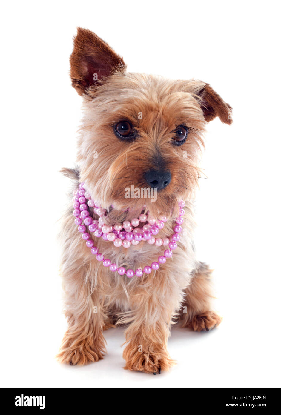 Dog jewellery hi-res stock photography and images - Alamy