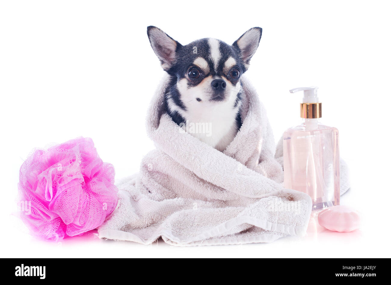 Dog wash hi-res stock photography and images - Alamy