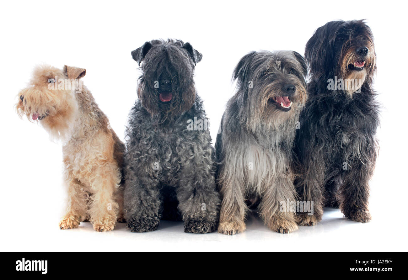 Dogs animal hi-res stock photography and images - Alamy