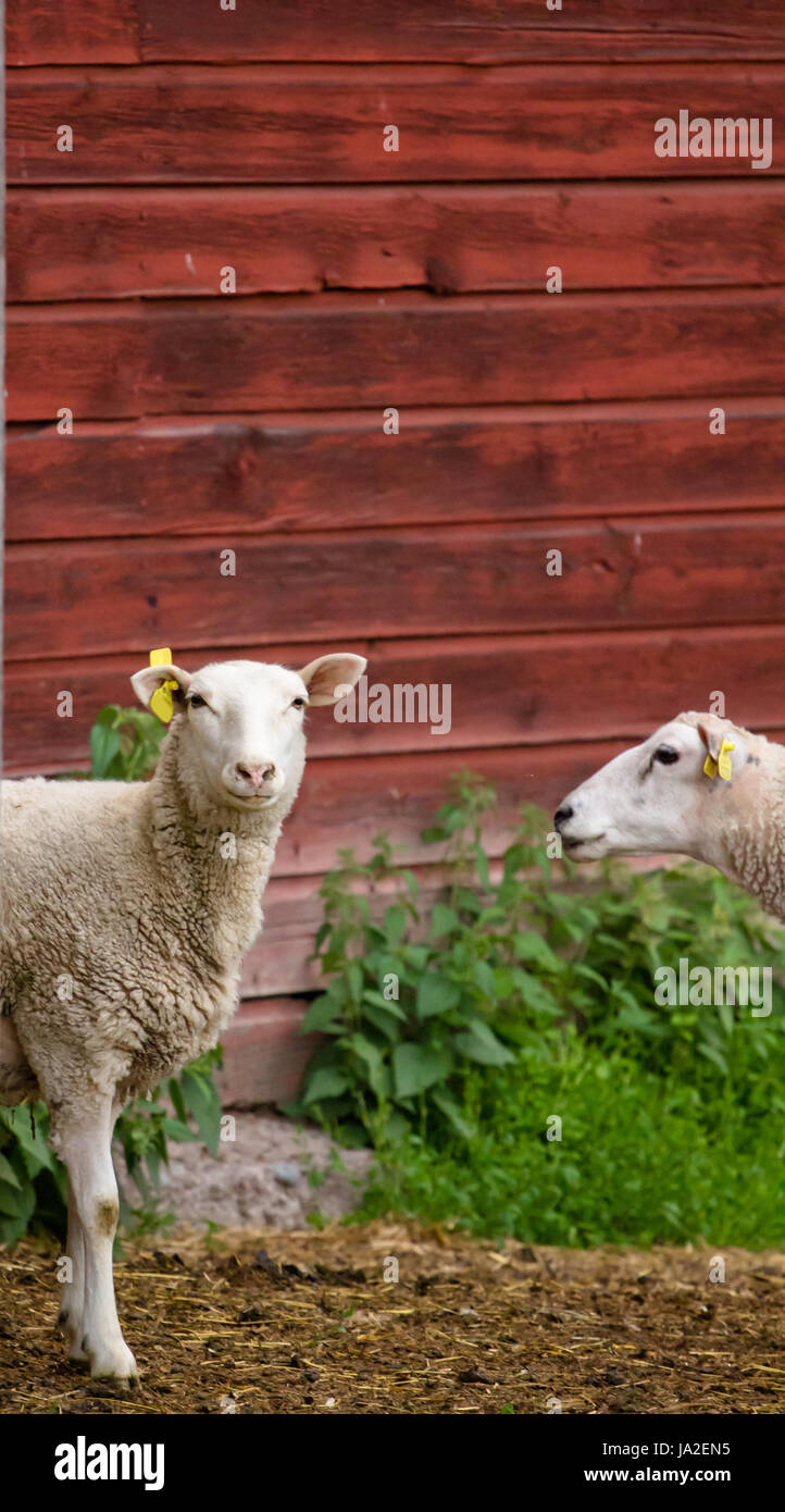 agricultural, culture, animal, mammal, agriculture, farming, field ...