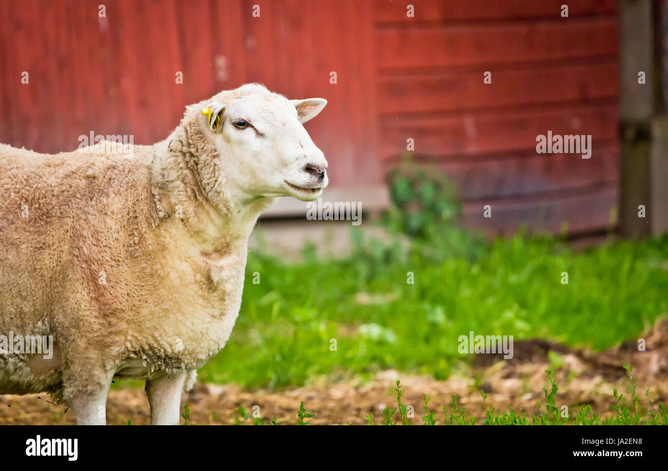 agricultural, culture, animal, mammal, agriculture, farming, field ...