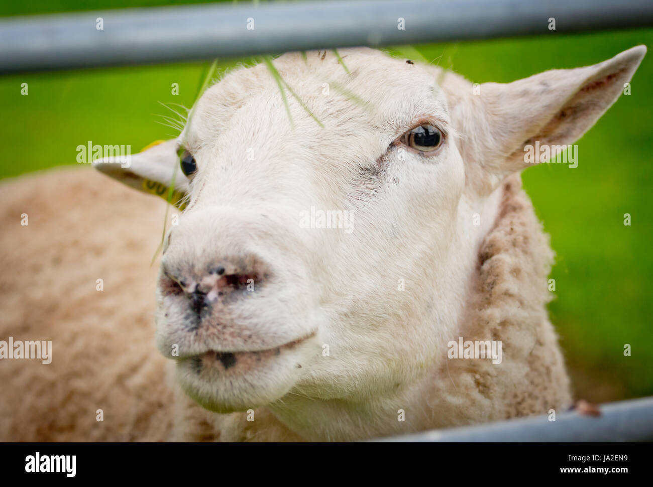 agricultural, culture, animal, mammal, agriculture, farming, field ...