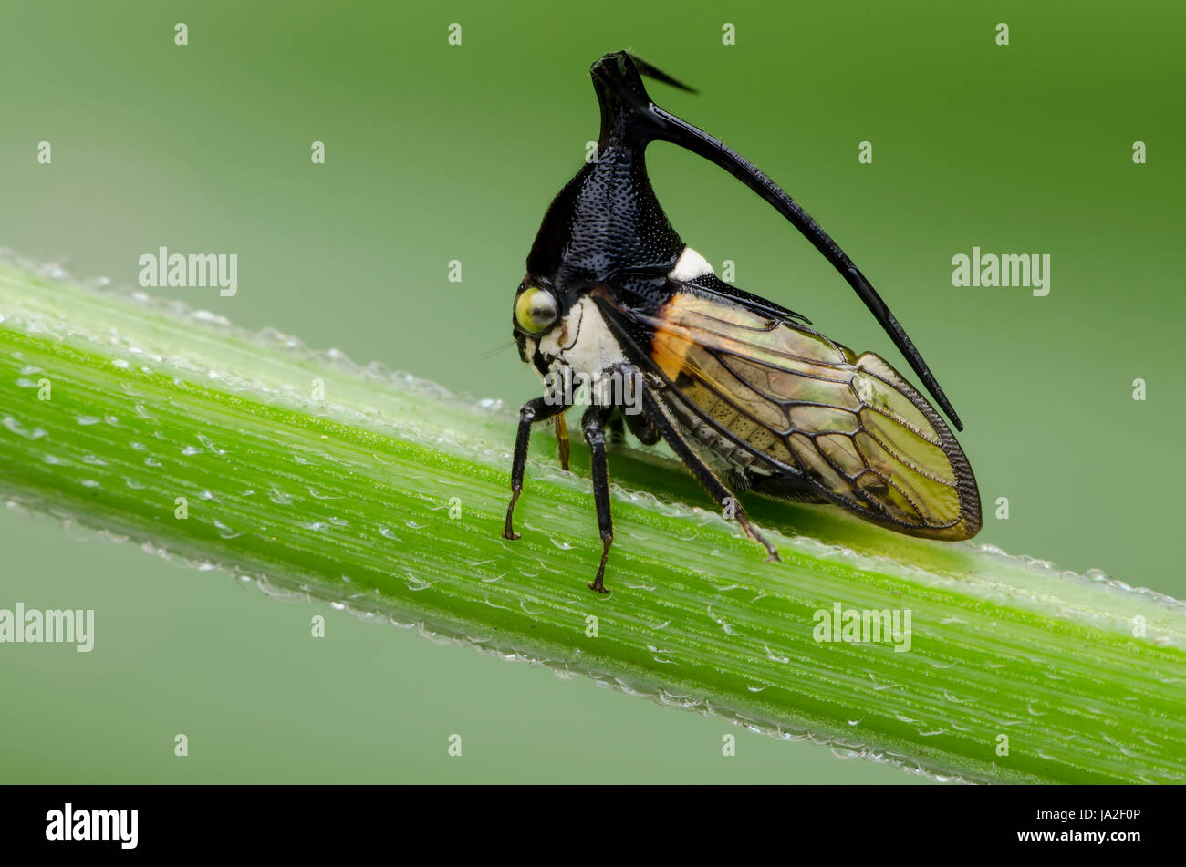 Treehopper hi-res stock photography and images - Alamy