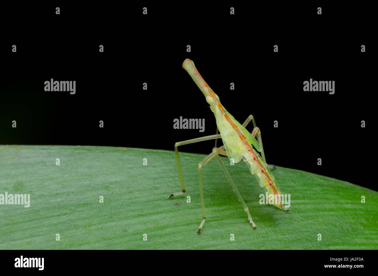 Tropical planthopper hi-res stock photography and images - Alamy