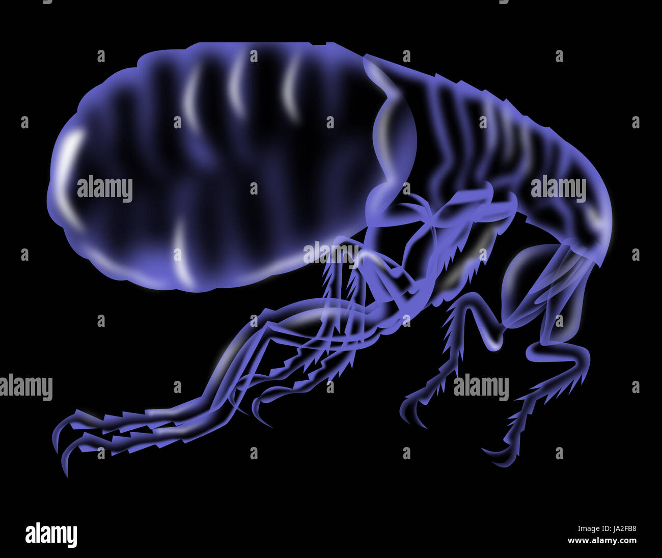 Illustration of a flea silhouette on black background done in x-ray ...