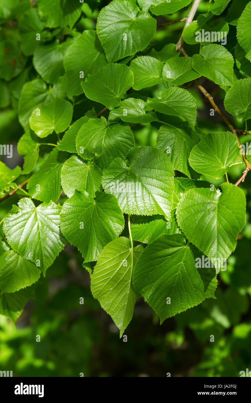 beautiful, beauteously, nice, leaf, environment, enviroment, colour ...