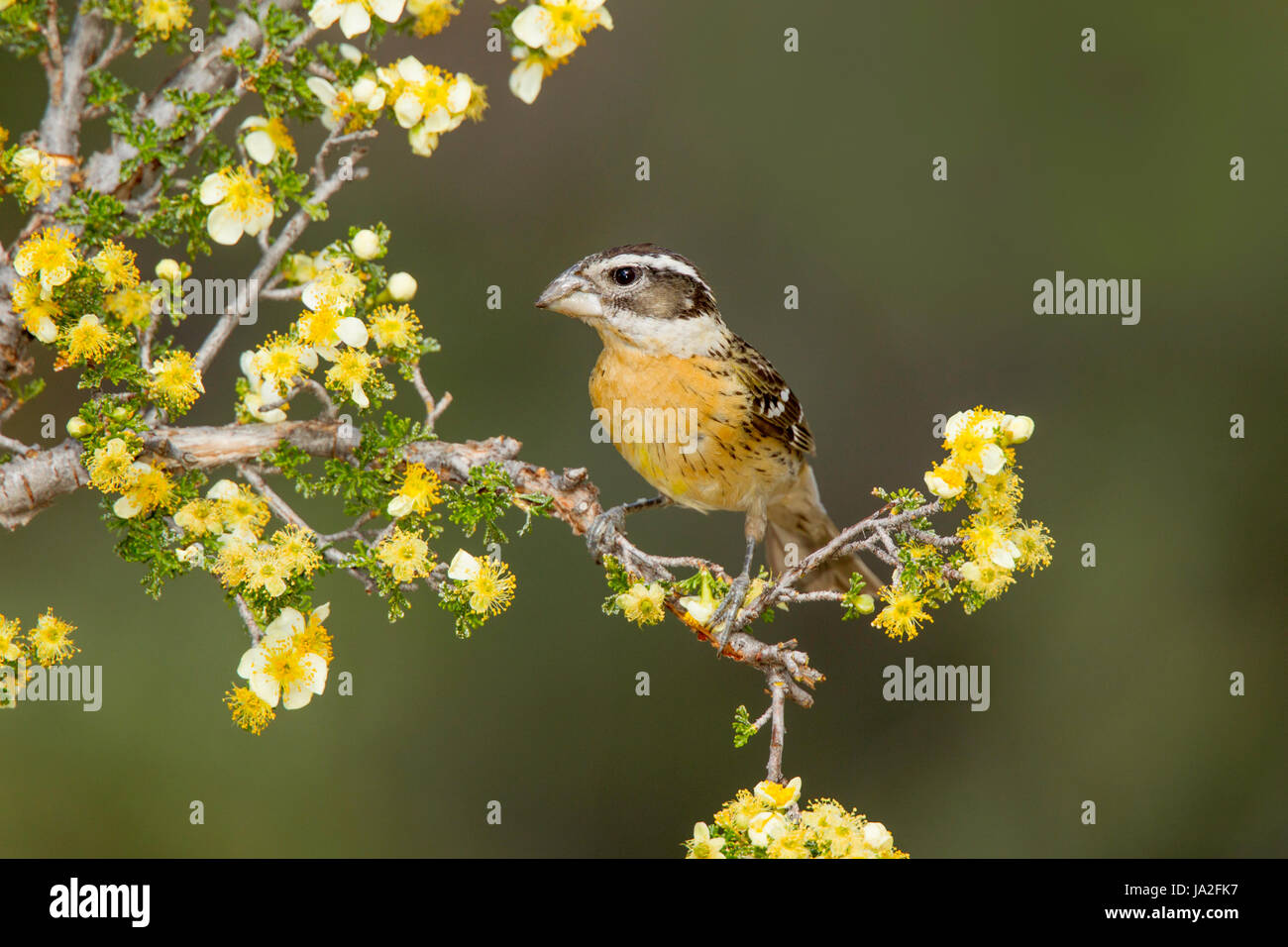 Black-headed Grosbeak Pheucticus melanocephalus Madera Canyon, Santa ...
