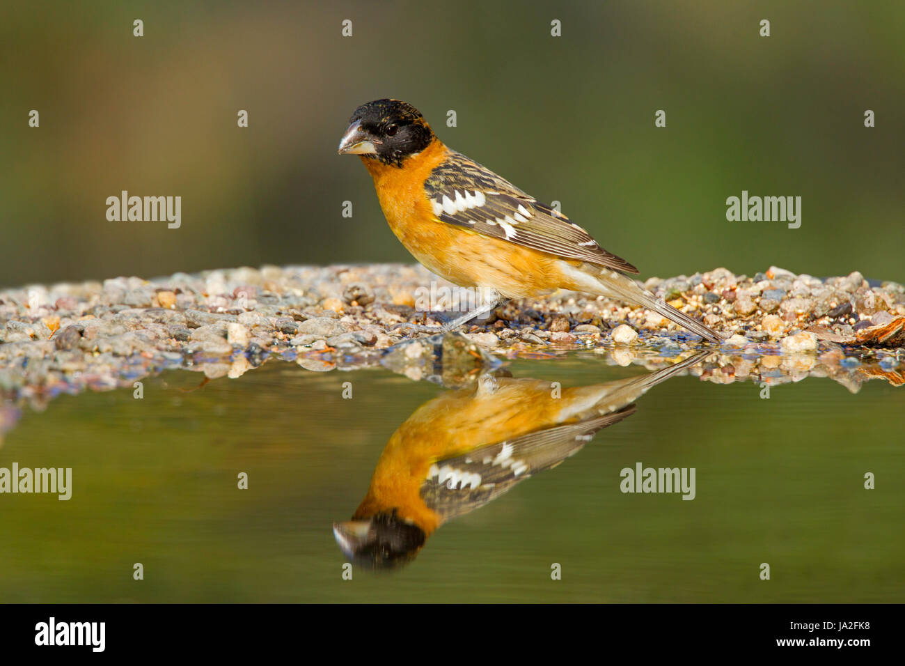 Black-headed Grosbeak Pheucticus melanocephalus Santa Rita Mountains ...