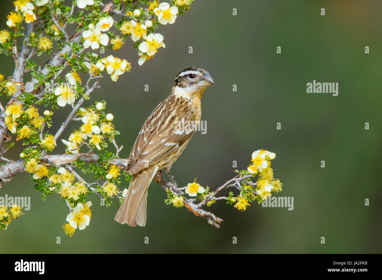 Black-headed Grosbeak Pheucticus melanocephalus Madera Canyon, Santa ...