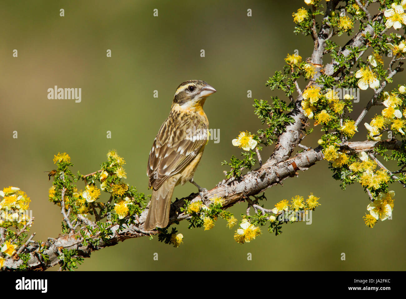 Black-headed Grosbeak Pheucticus melanocephalus Madera Canyon, Santa ...