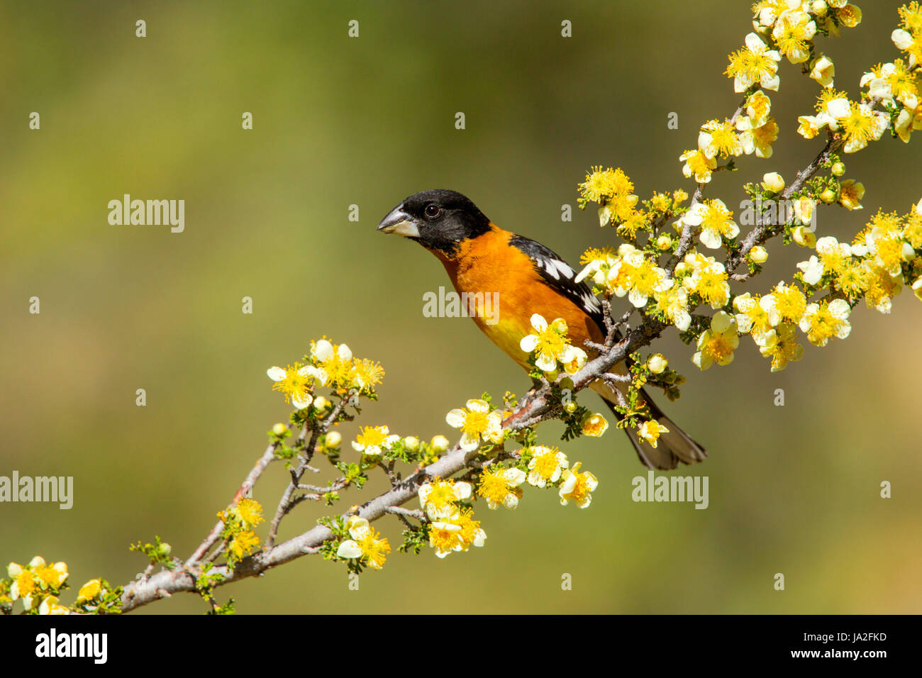 Black-headed Grosbeak Pheucticus melanocephalus Madera Canyon, Santa ...