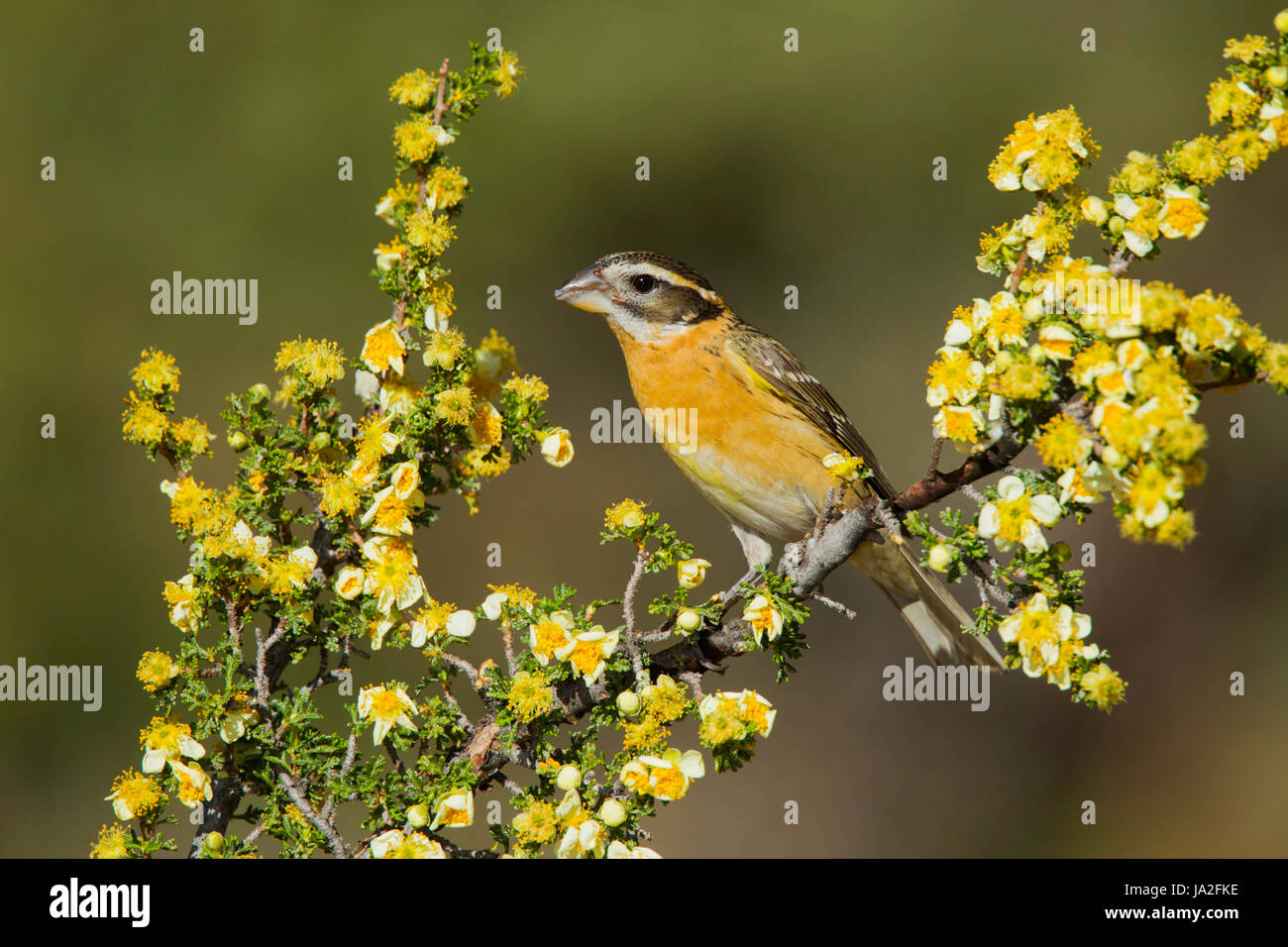 Black-headed Grosbeak Pheucticus melanocephalus Madera Canyon, Santa ...