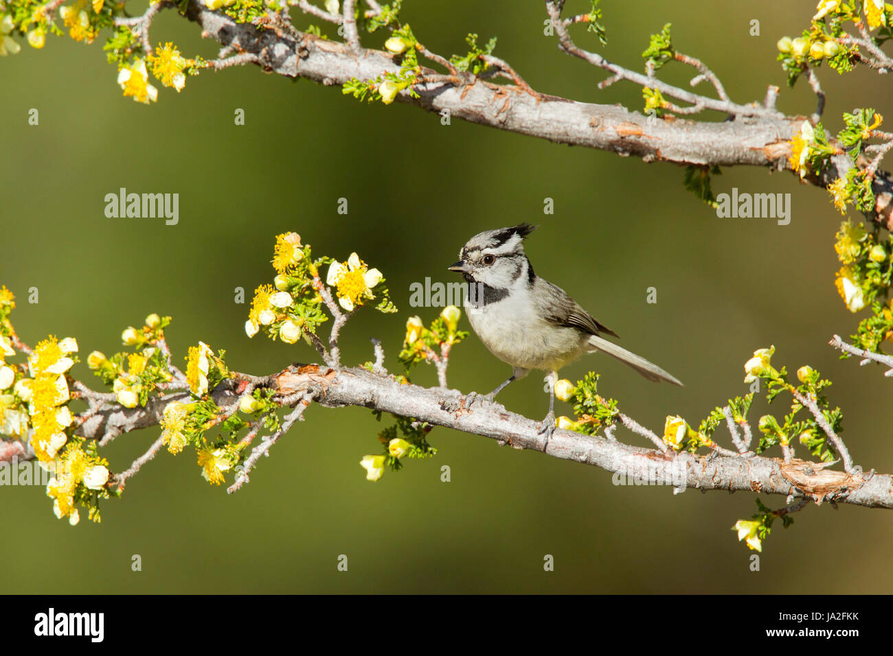 Bridled Titmouse Baeolophus wollweberi Santa Rita Mountains, Santa Cruz ...