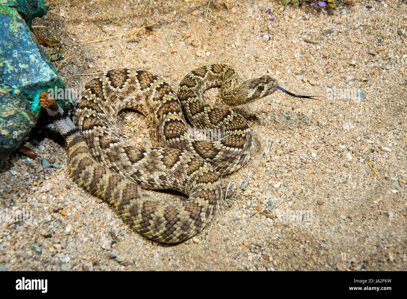 Rattlesnake crotalus scutulatus hi-res stock photography and images - Alamy