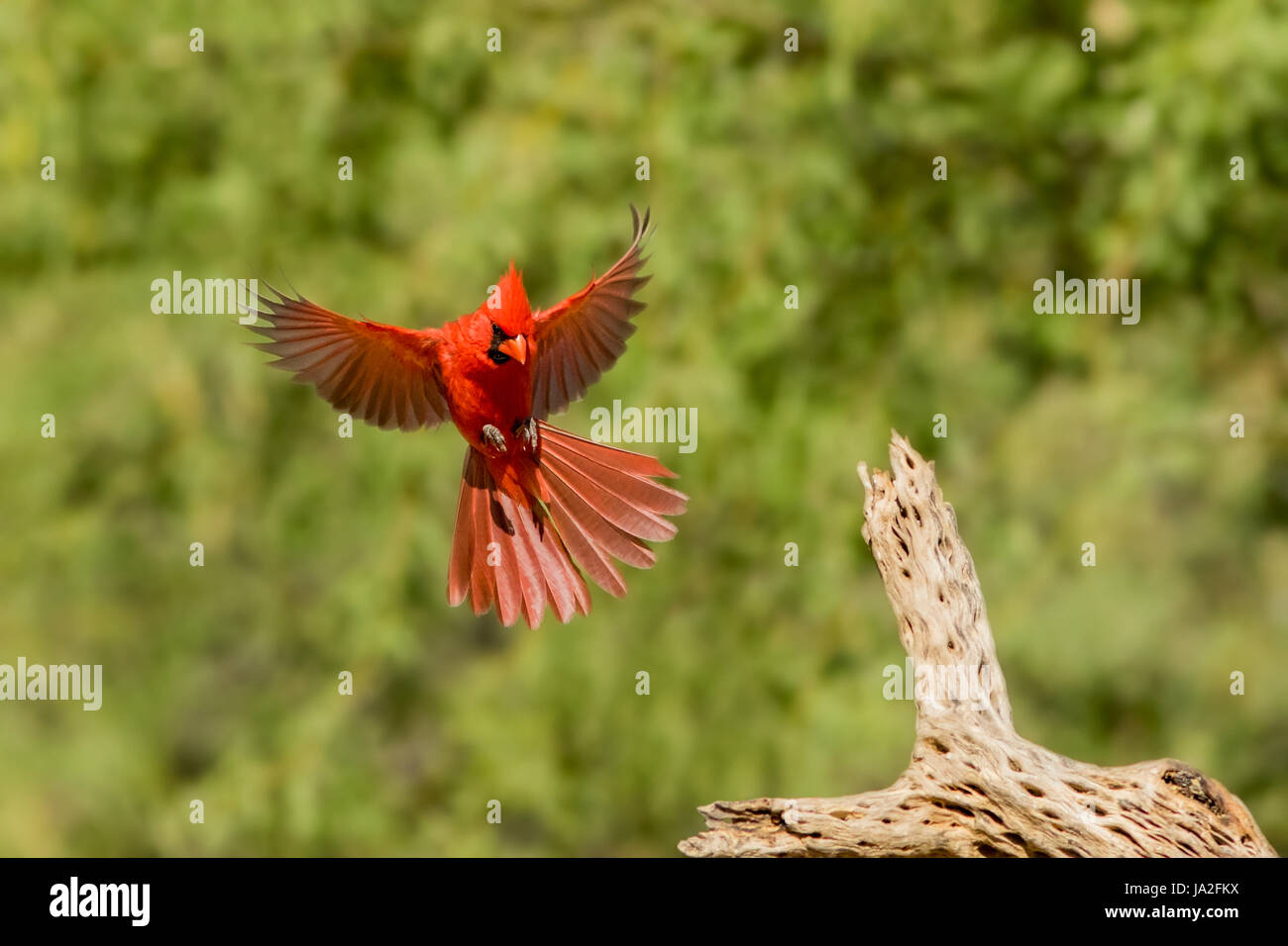 Northern Cardinal Cardinalis cardinalis Amado, Santa Cruz County ...