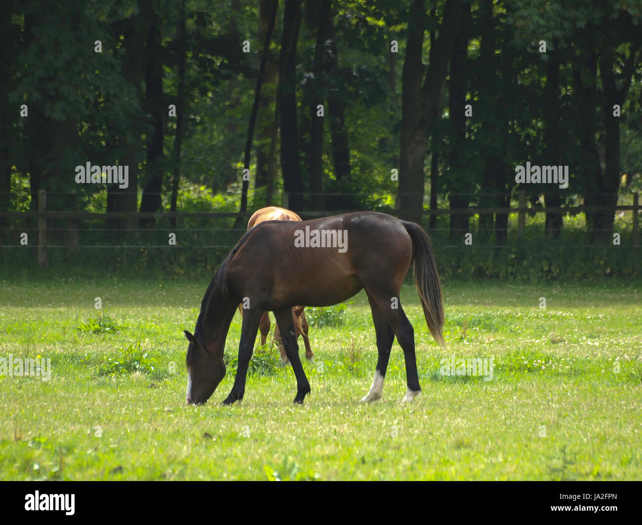 ride, horse, animal, foal, horseriding, willow, ride, horse, animal ...