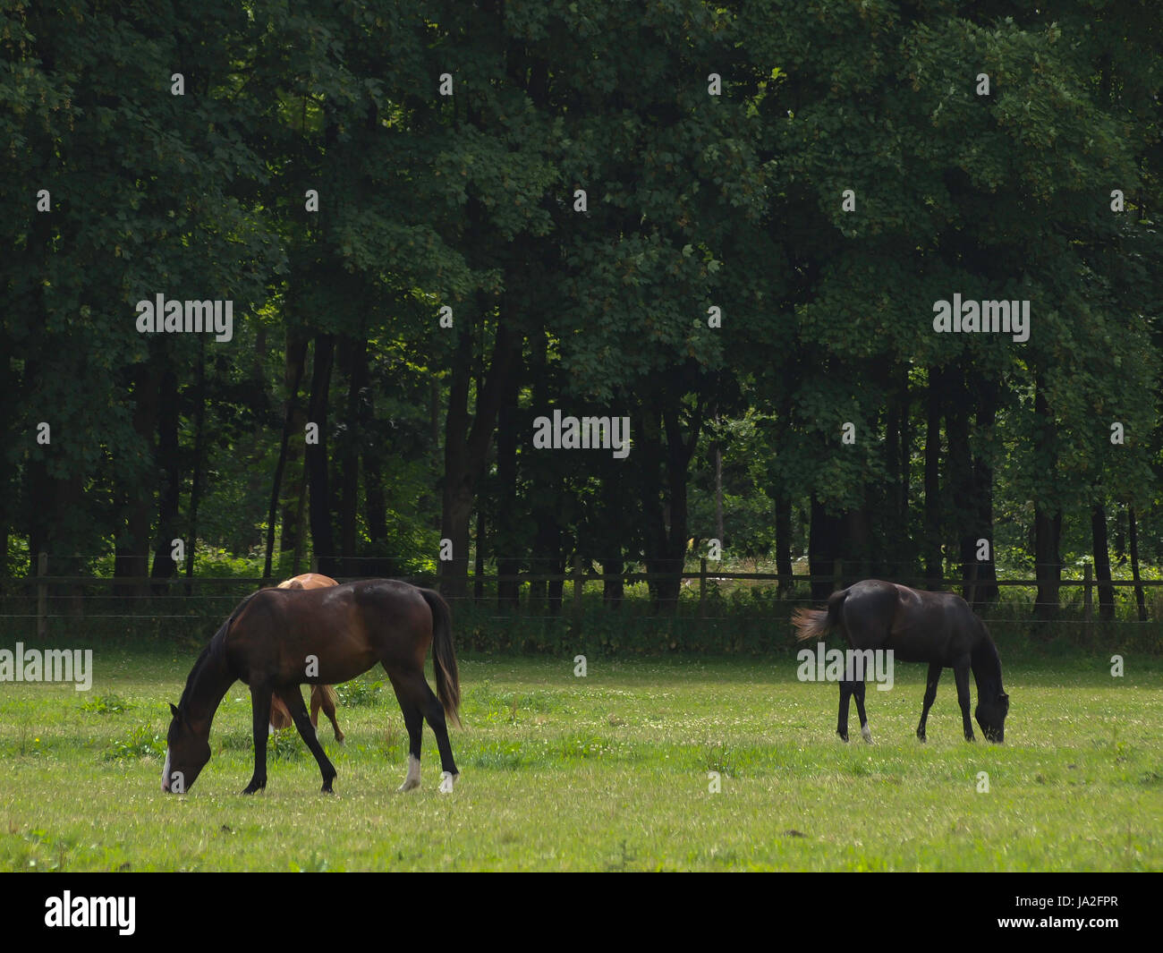 ride, horse, animal, foal, horseriding, willow, ride, horse, animal ...