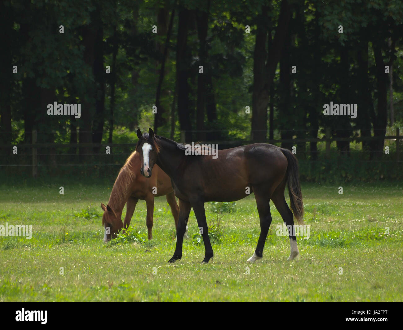 ride, horse, animal, foal, horseriding, willow, ride, horse, animal ...