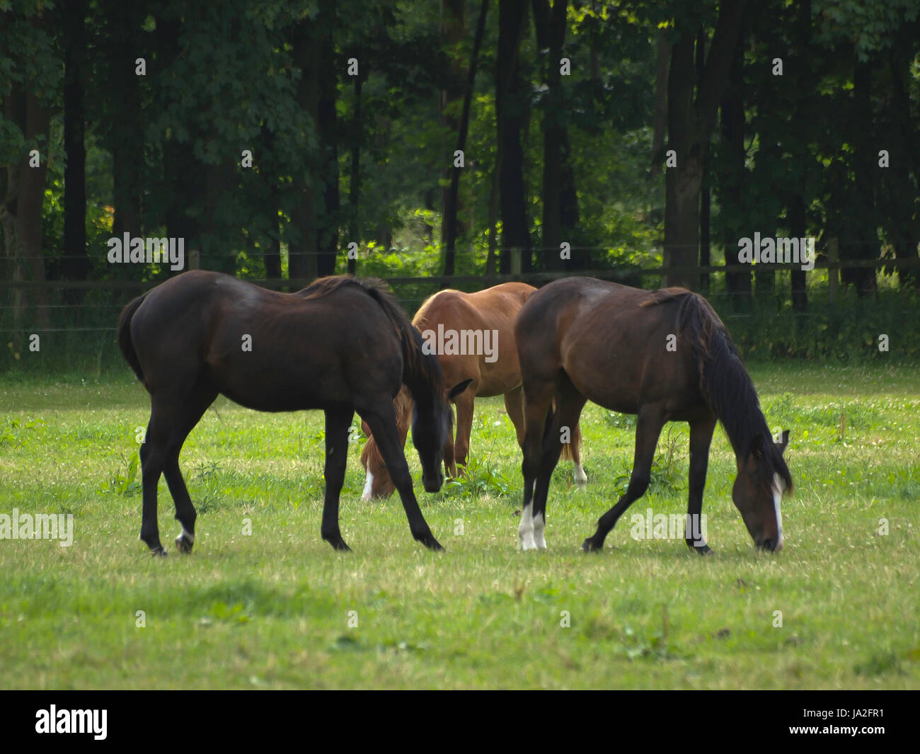 ride, horse, animal, foal, horseriding, willow, ride, horse, animal ...