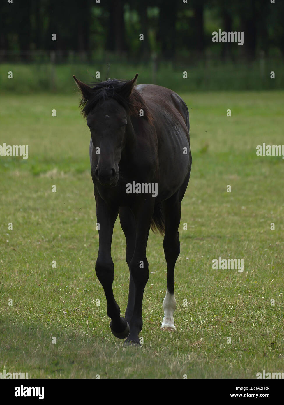 ride, horse, animal, foal, horseriding, willow, ride, horse, animal ...