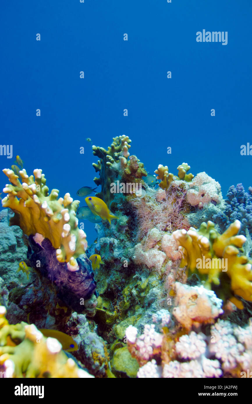 coral reef with fire coral at the bottom of tropical sea on blue water ...