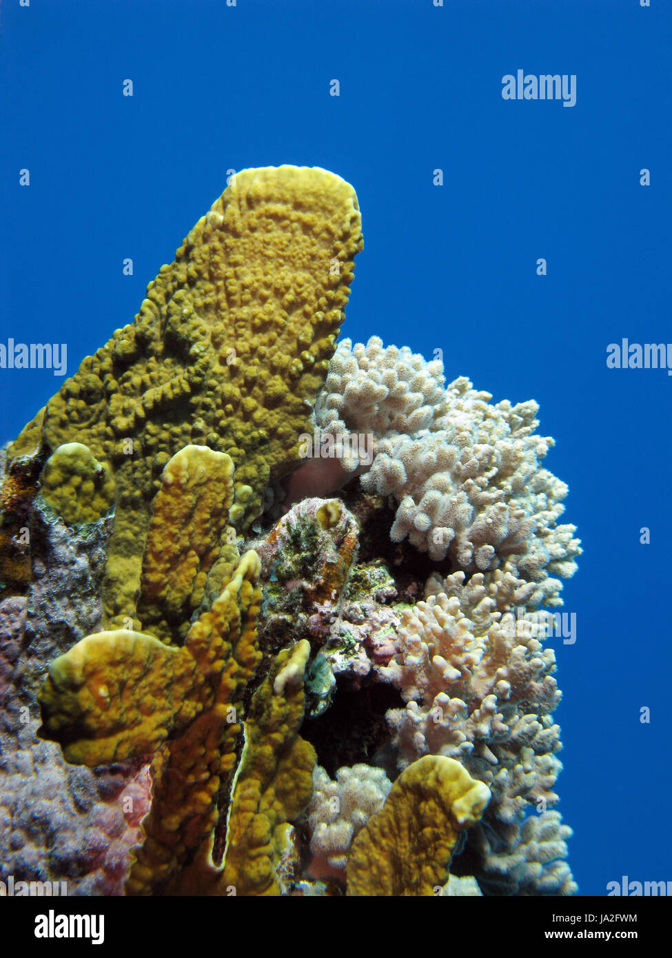 coral reef with fire coral at the bottom of tropical sea on blue water ...