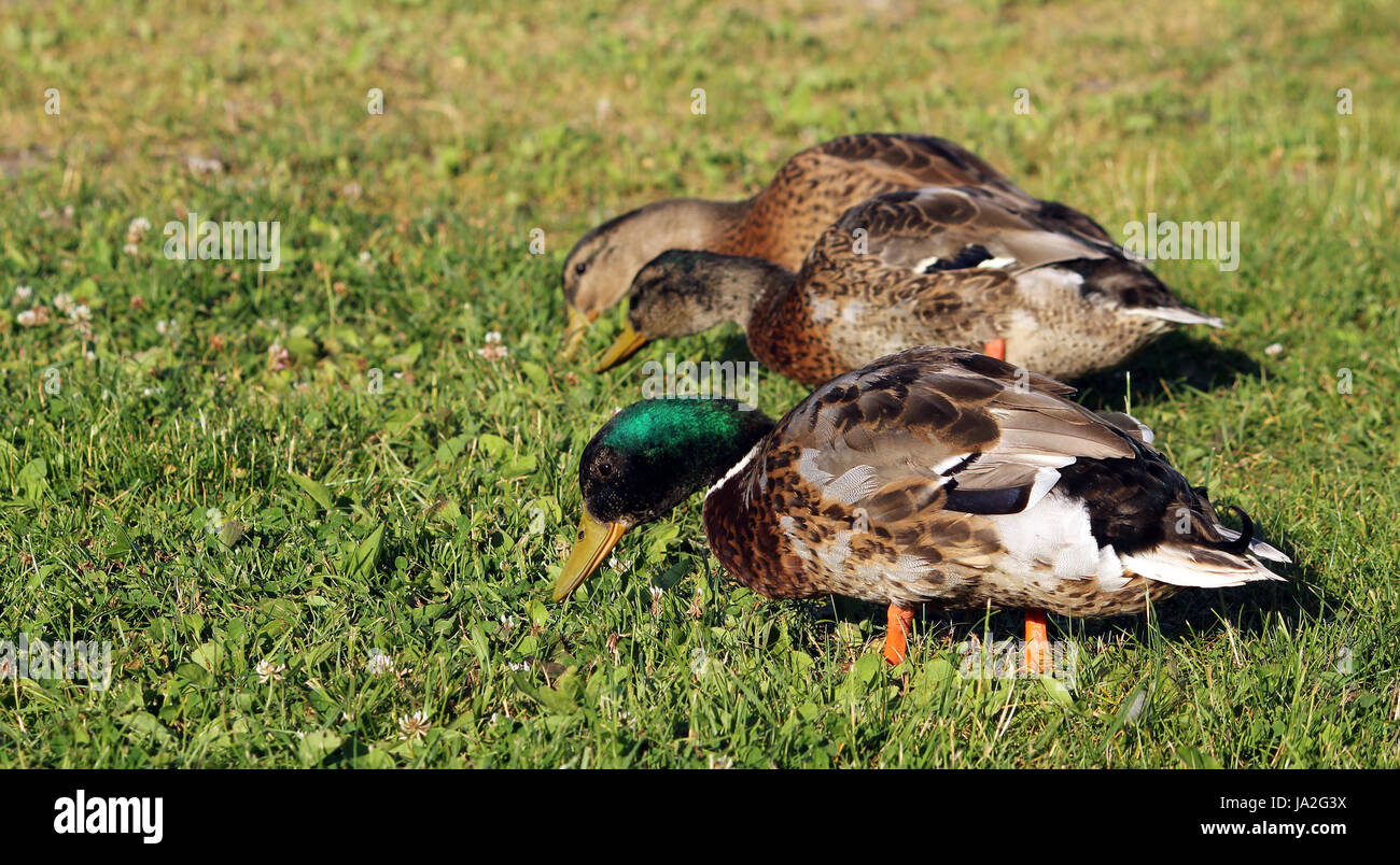 ducks, duck, mallard, bird, green, hunger, birds, beak, ducks, duck ...