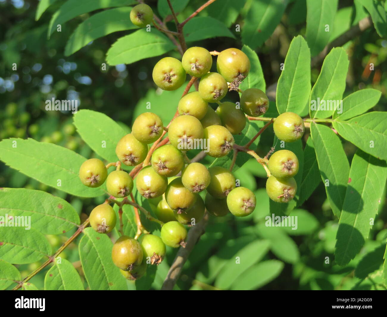 edible rowan - sorbus aucuparia edulis - moravica Stock Photo - Alamy