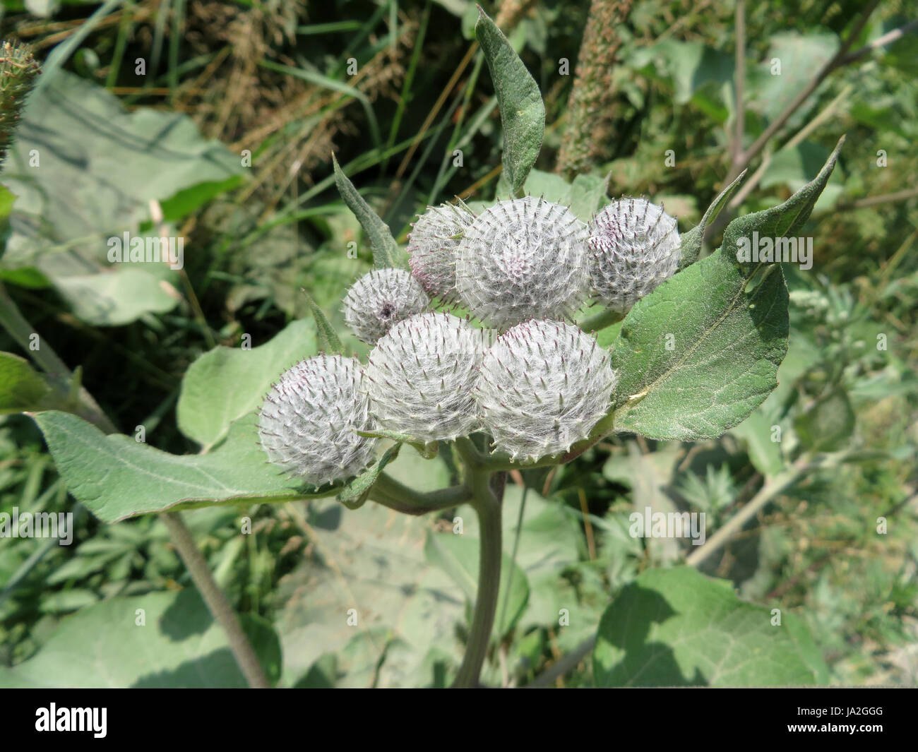 Felt bur hi-res stock photography and images - Alamy