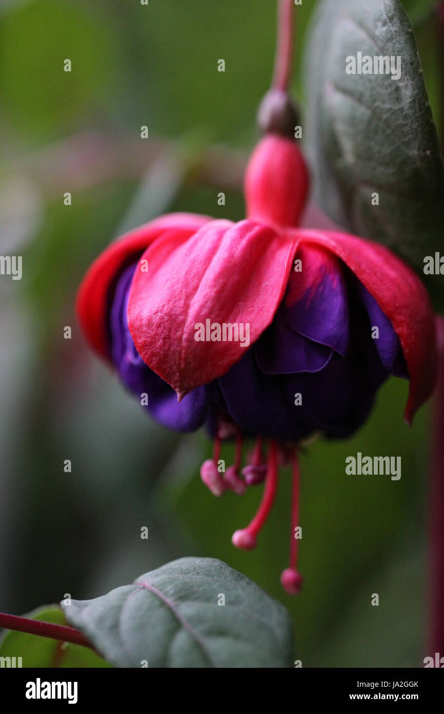 Fuchsia coloured petals hi-res stock photography and images - Alamy