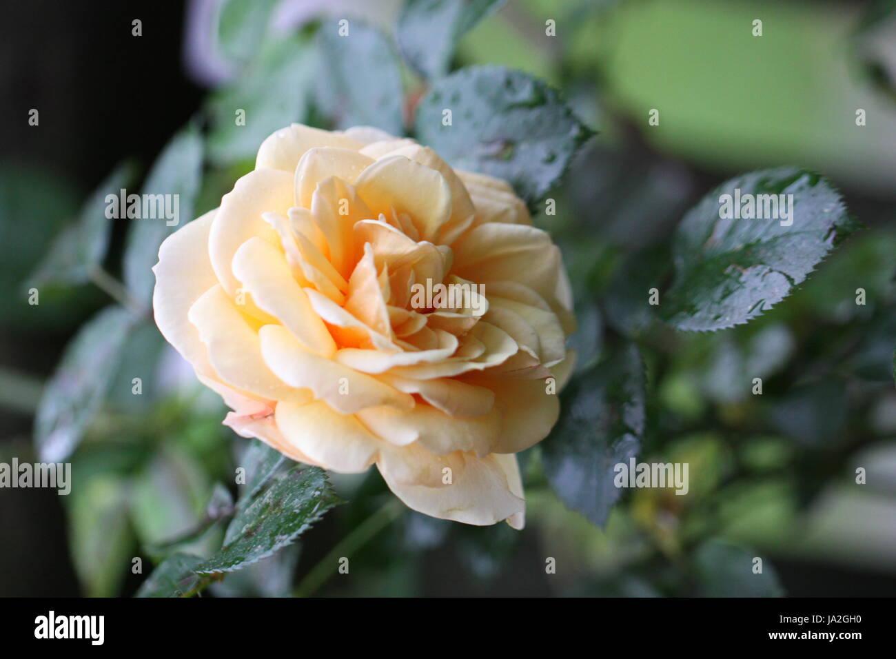 Old fashioned peach coloured rose hi-res stock photography and images ...