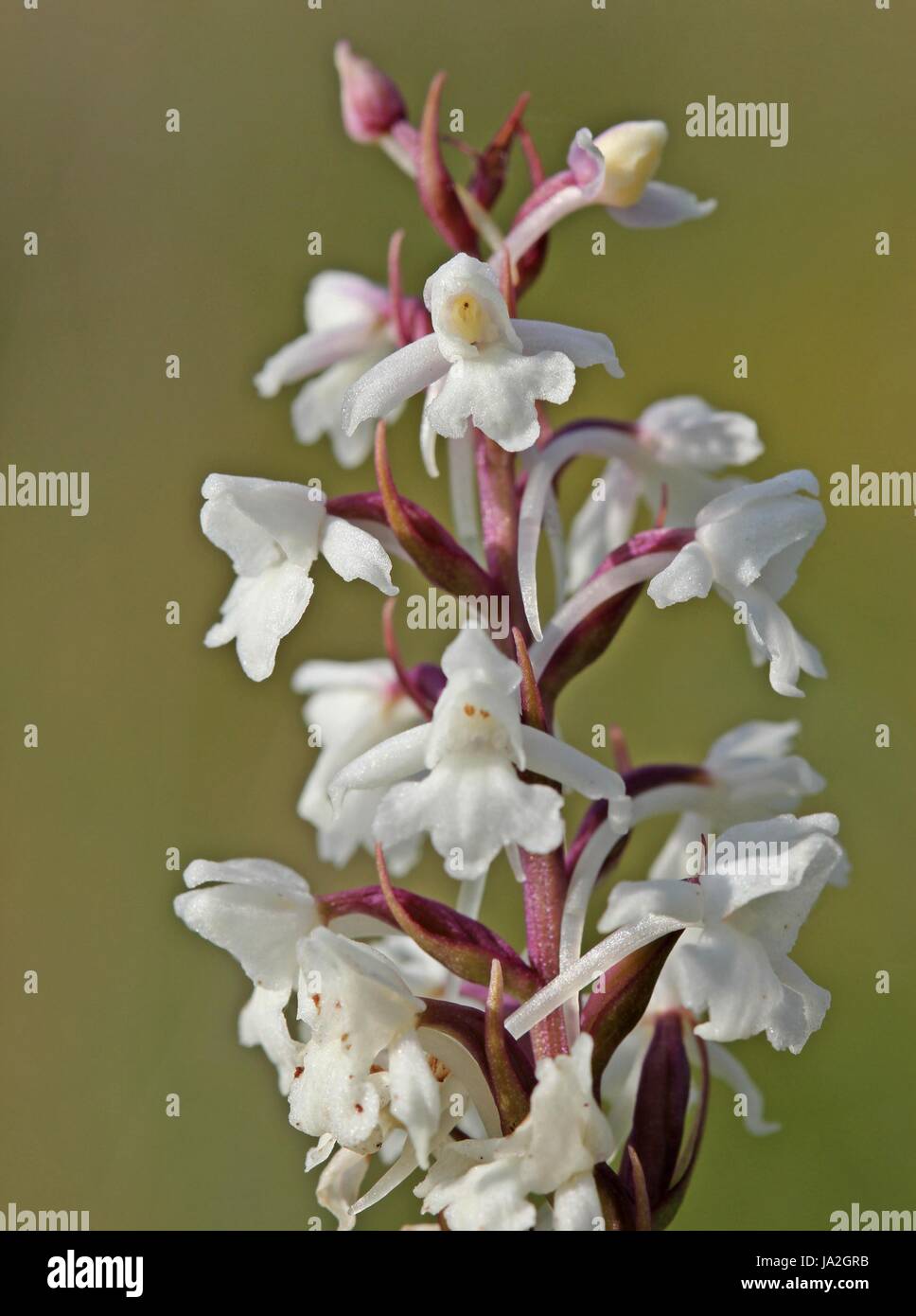 blank, european, caucasian, rare, mutation, flower, orchid, plant ...