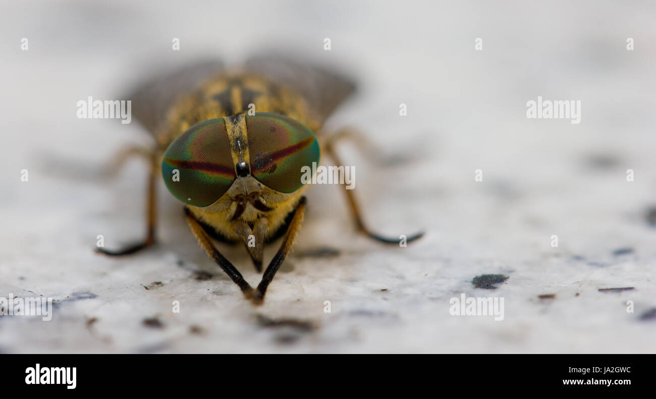 legs, insect, eyes, wing, fly, flies, flys, flying, nature, legs ...